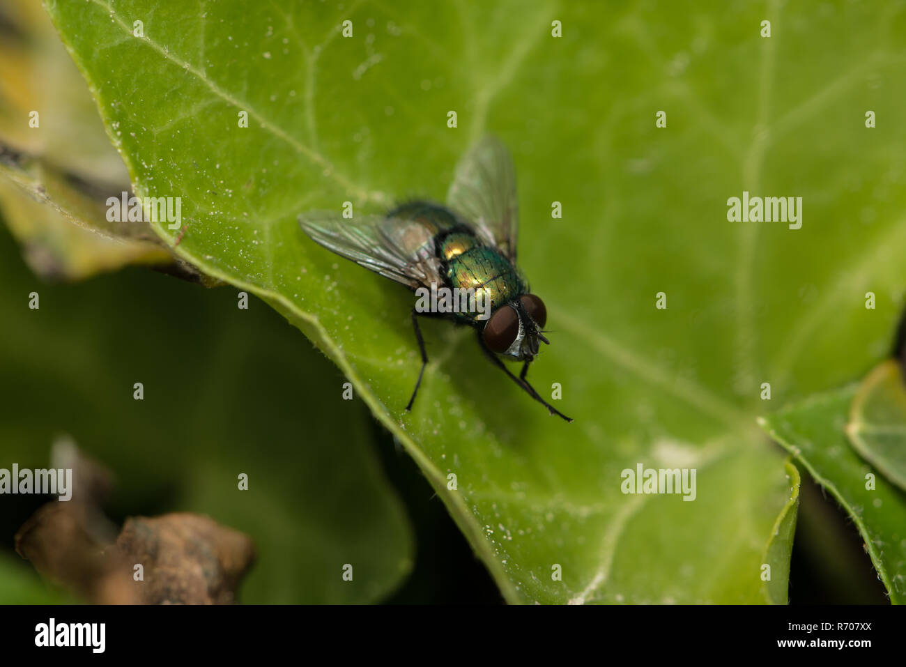 Echte fliege hi-res stock photography and images - Alamy