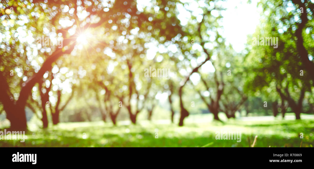 Green nature outdoor Stock Photo - Alamy