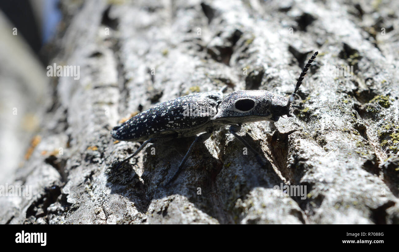 Eyed Elater - Alaus Oculatus Stock Photo - Alamy