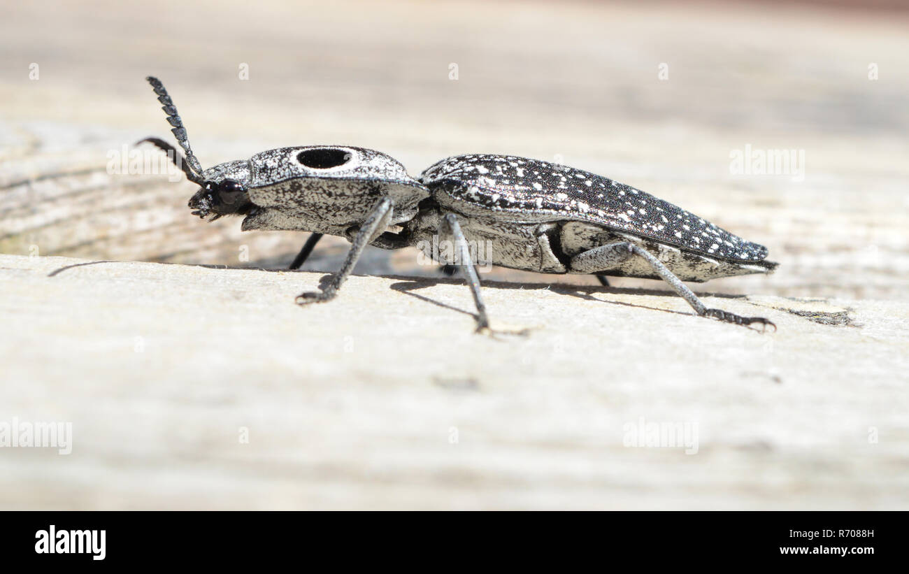Alaus oculatus hi-res stock photography and images - Alamy