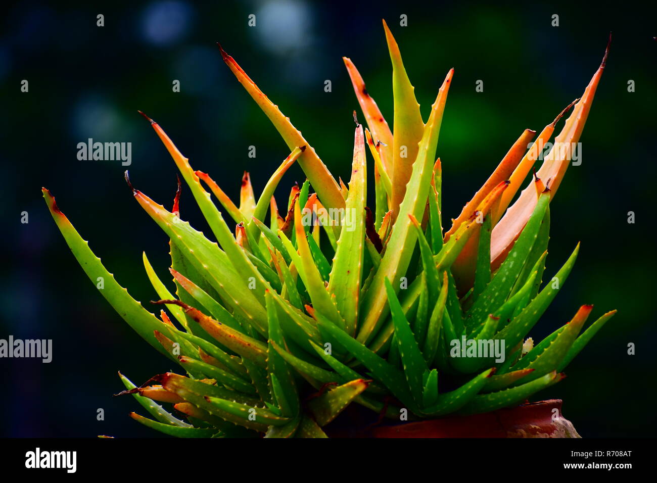 Beautiful aloe vera plant with purity Stock Photo - Alamy