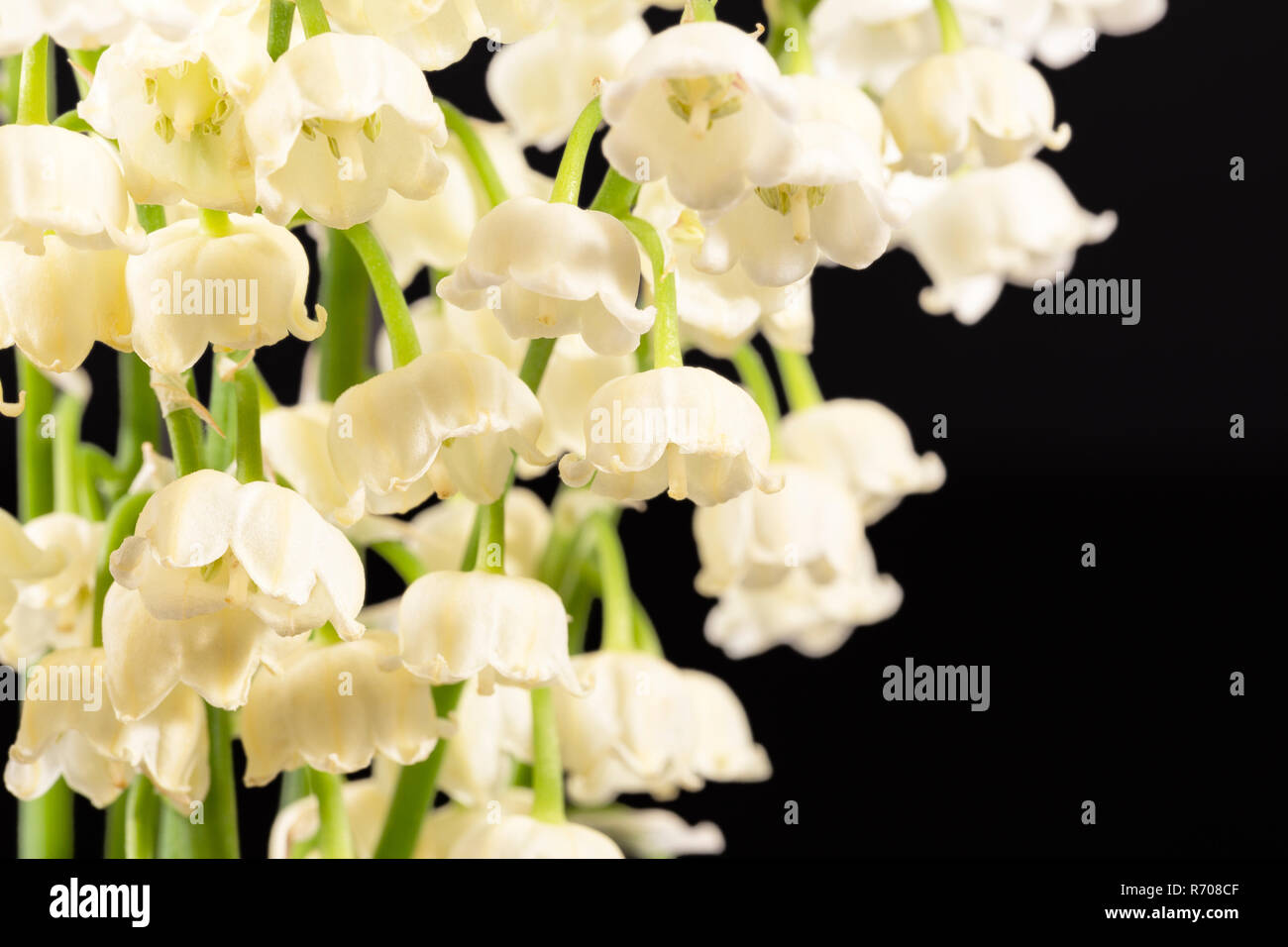 Close up plant flower convallaria hi-res stock photography and images ...