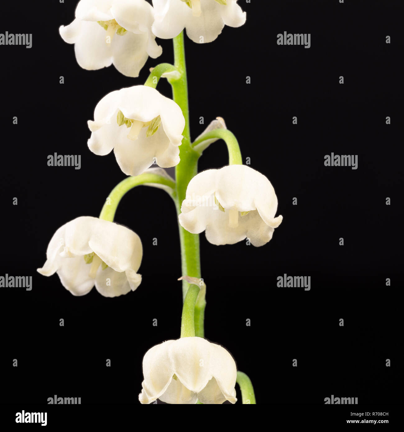 Single twig of spring flowers of Convallaria majalis isolated on black ...