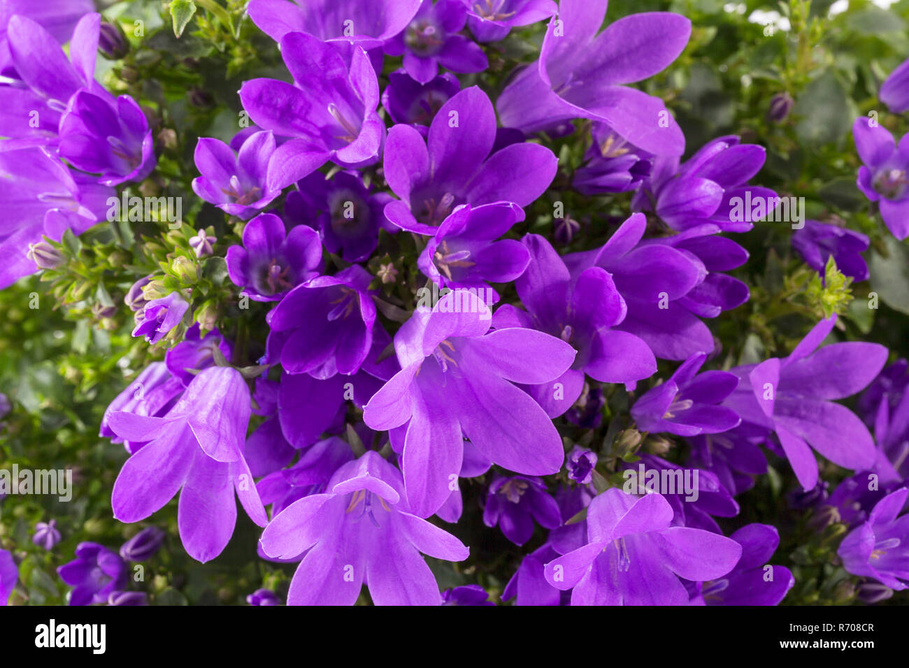 Background of violet flowers of blooming bellflower (Campanula), close ...