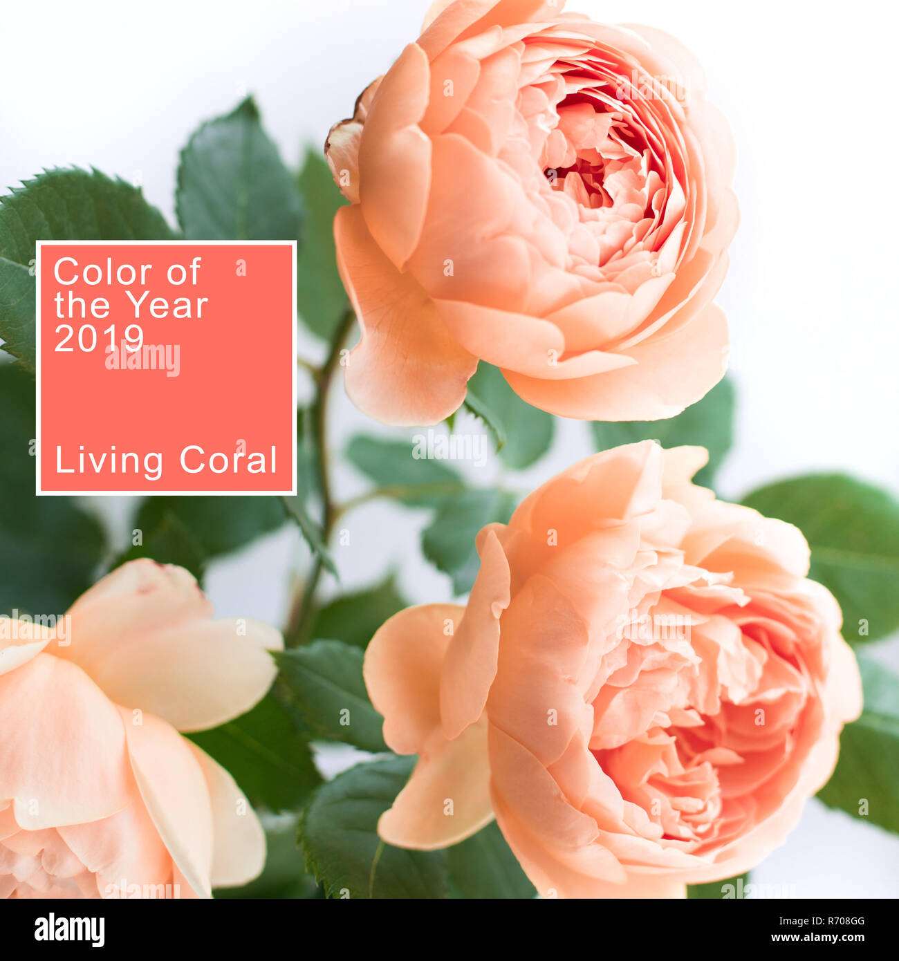 English garden three coral roses on a white background. Trendy color of ...