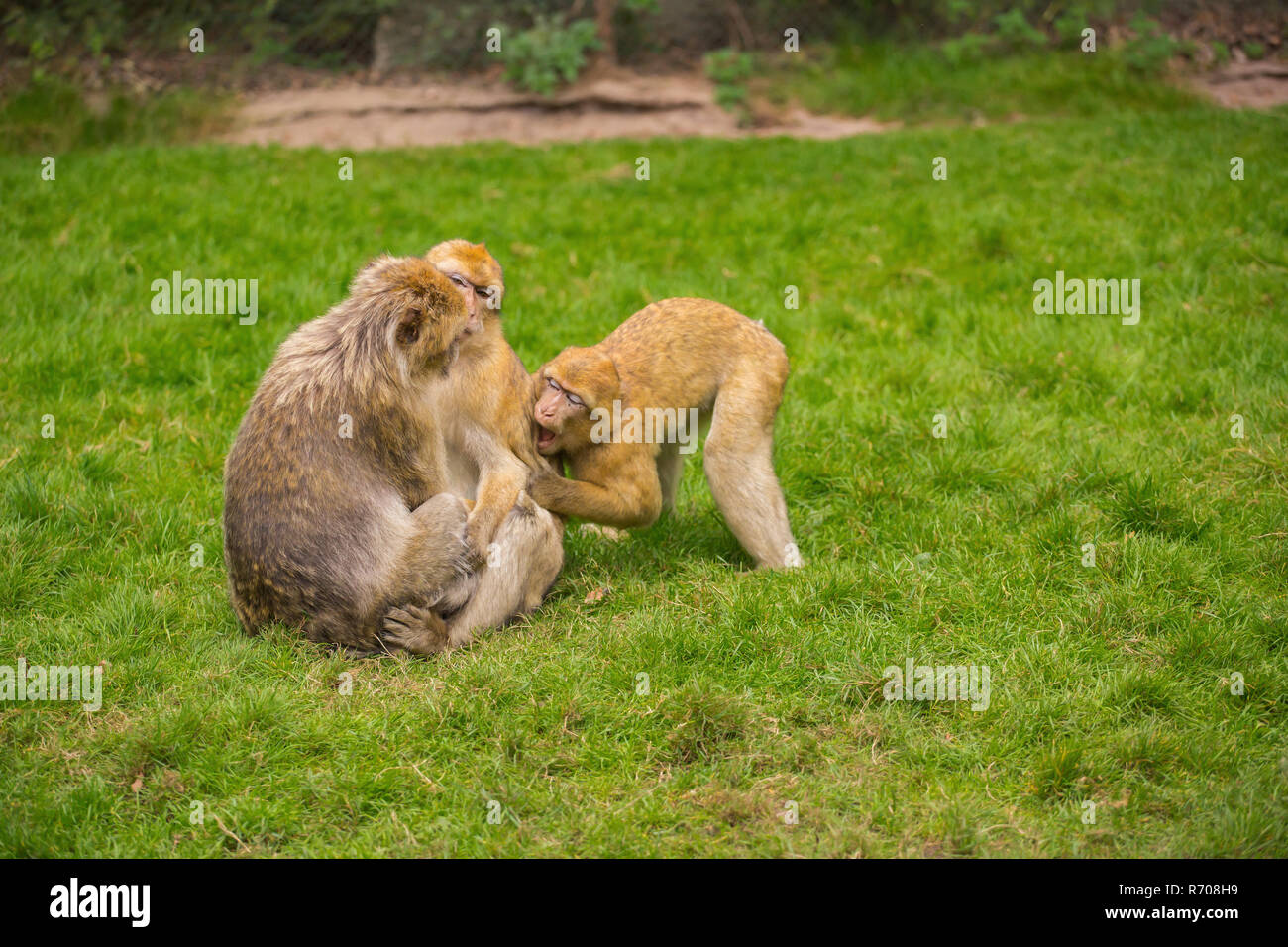 Three Little Monkeys High Resolution Stock Photography and Images - Alamy