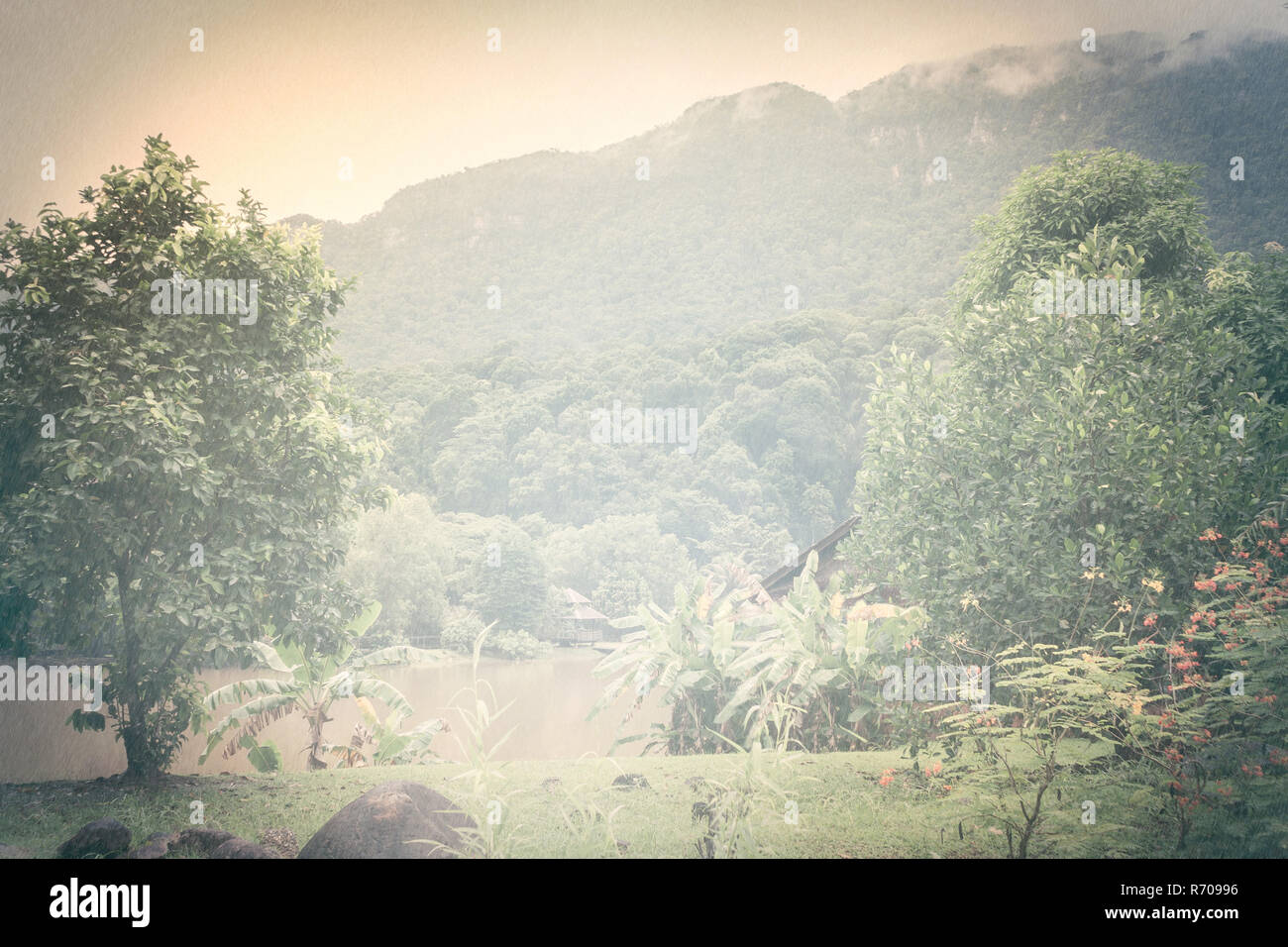 Semitropical rain forest hi-res stock photography and images - Alamy