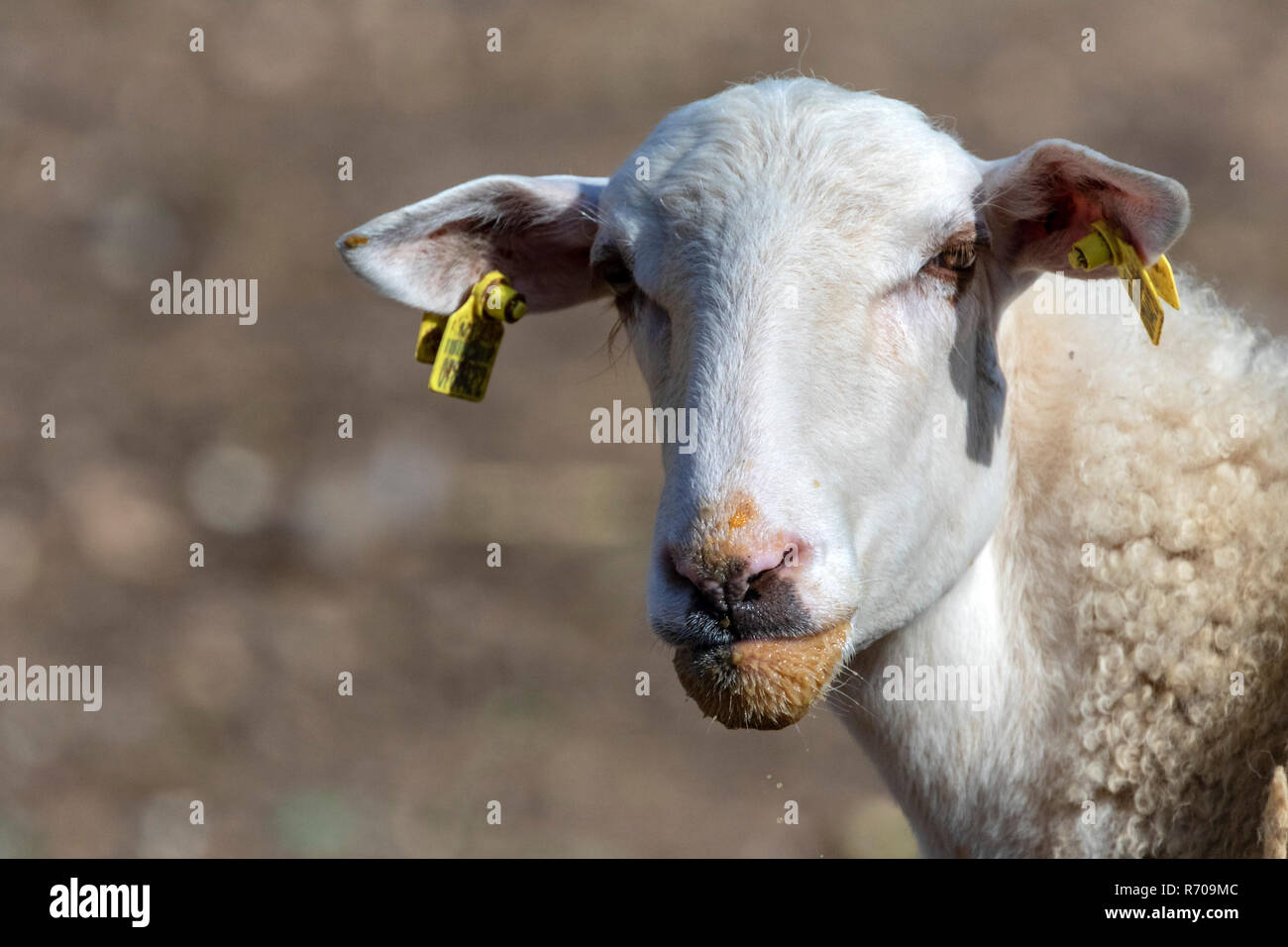 Farm sheep in a dry land Stock Photo - Alamy