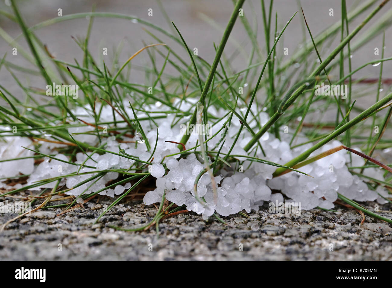 Damages of ice storm hi-res stock photography and images - Alamy