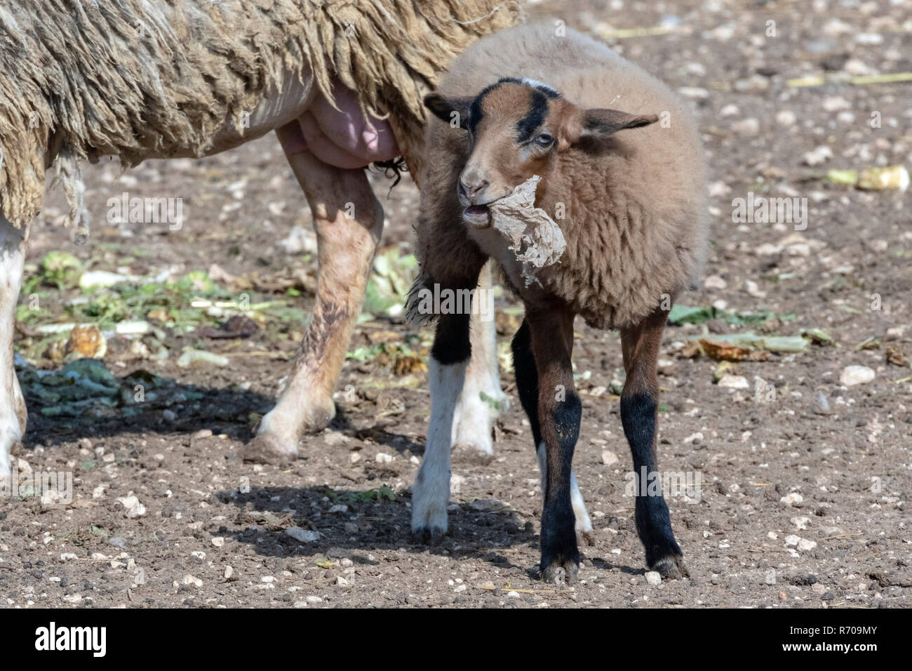 Farm sheep and lamb in a dry land Stock Photo - Alamy