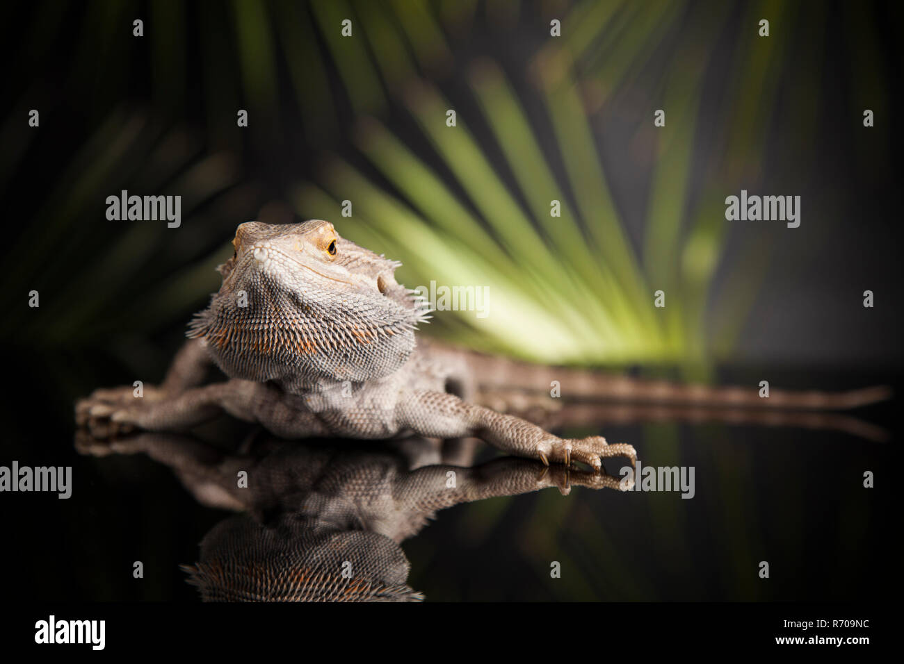 Dragon, Agama Lizard on black mirror background Stock Photo - Alamy