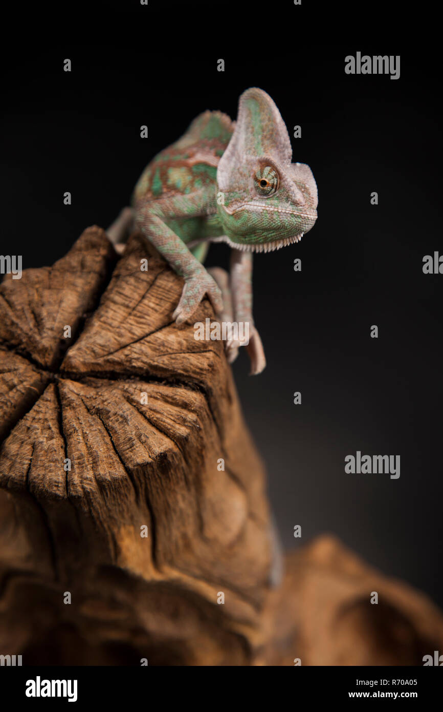 Green chameleon on the root, lizard, black background Stock Photo - Alamy