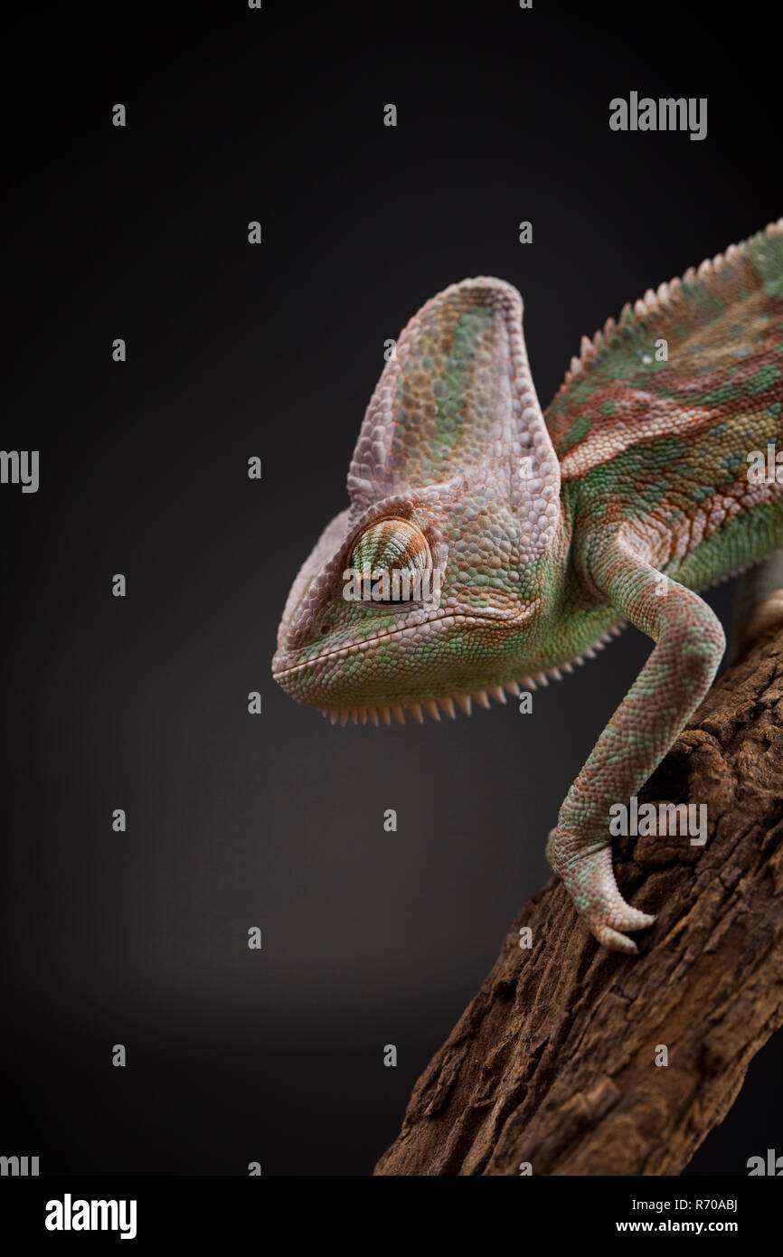 Animal, Chameleon lizard Stock Photo - Alamy