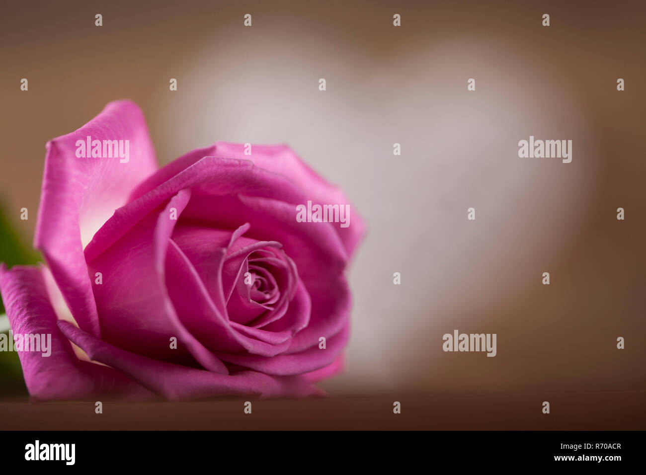Natural background of fresh roses Stock Photo - Alamy