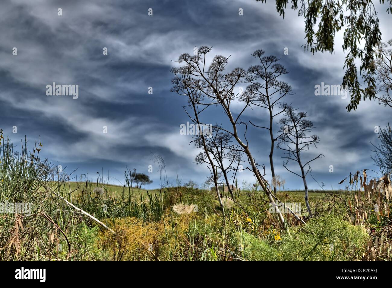 picturesque landscape of the mediterranean macchia,sicily,italy,europe ...