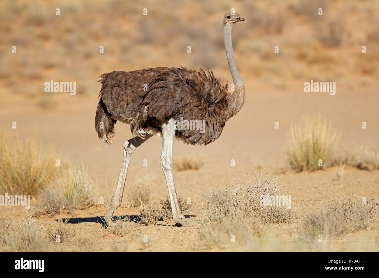 Ostrich powerful legs hi-res stock photography and images - Alamy