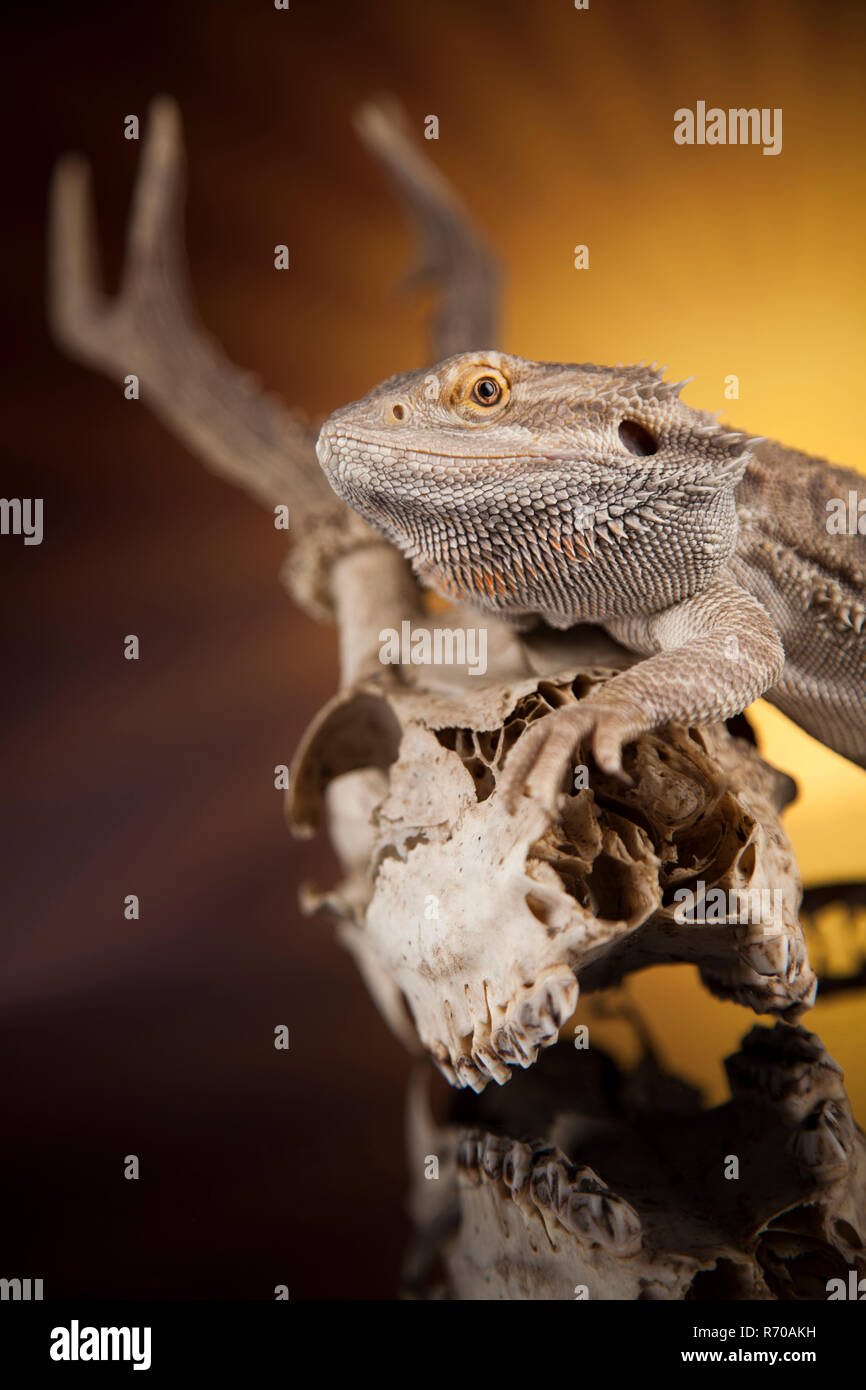 Skull, Lizard, Agama, Antlers, dragon and skull Stock Photo - Alamy