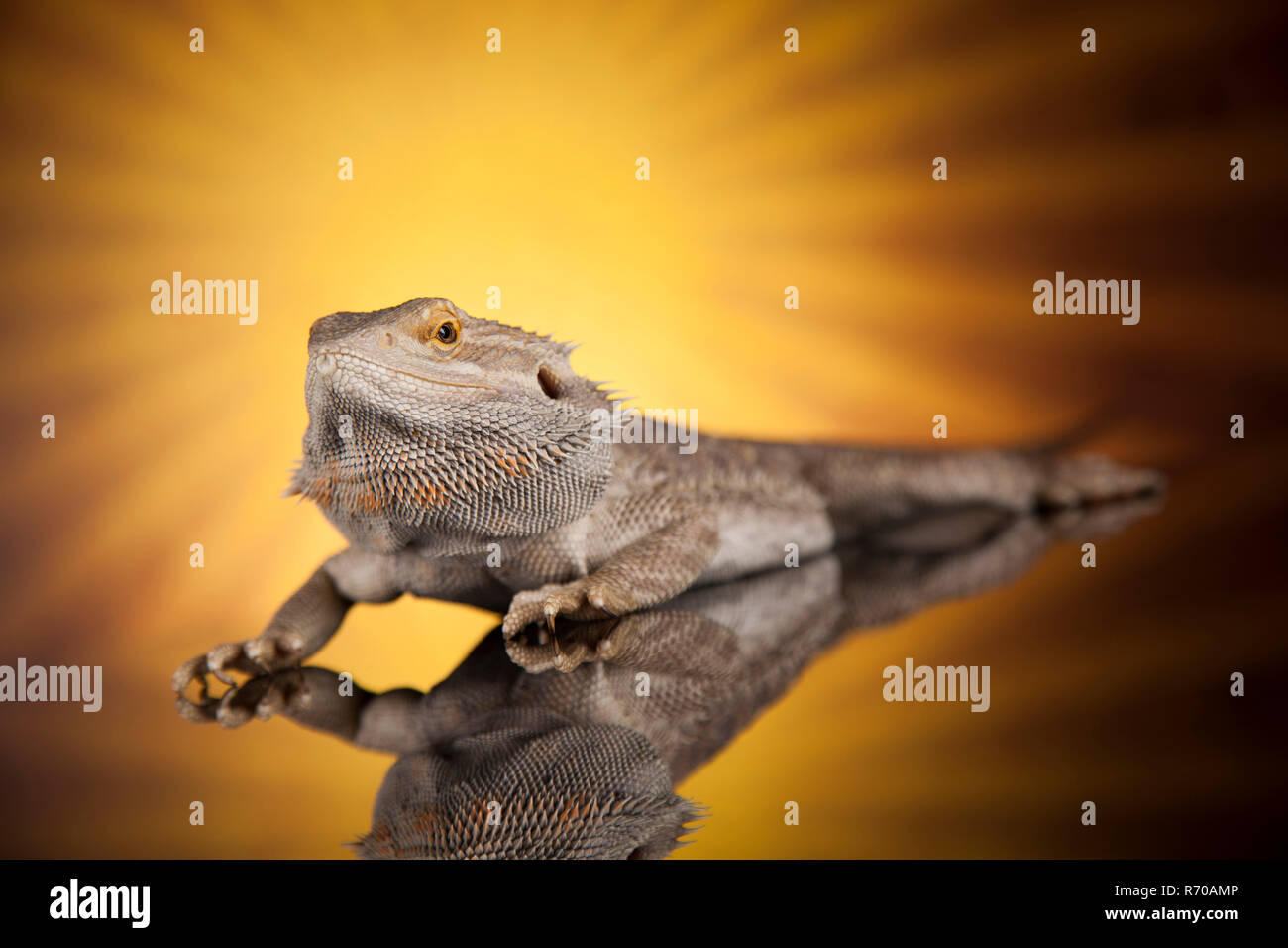 Sun background, Dragon, Agama Lizard Stock Photo - Alamy
