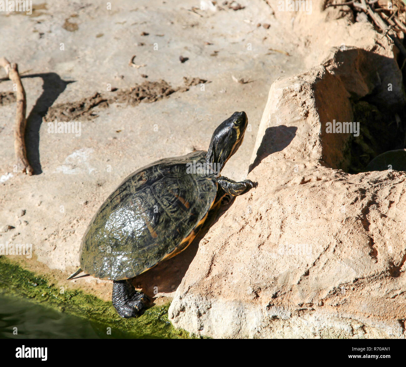 Inert nature hi-res stock photography and images - Alamy