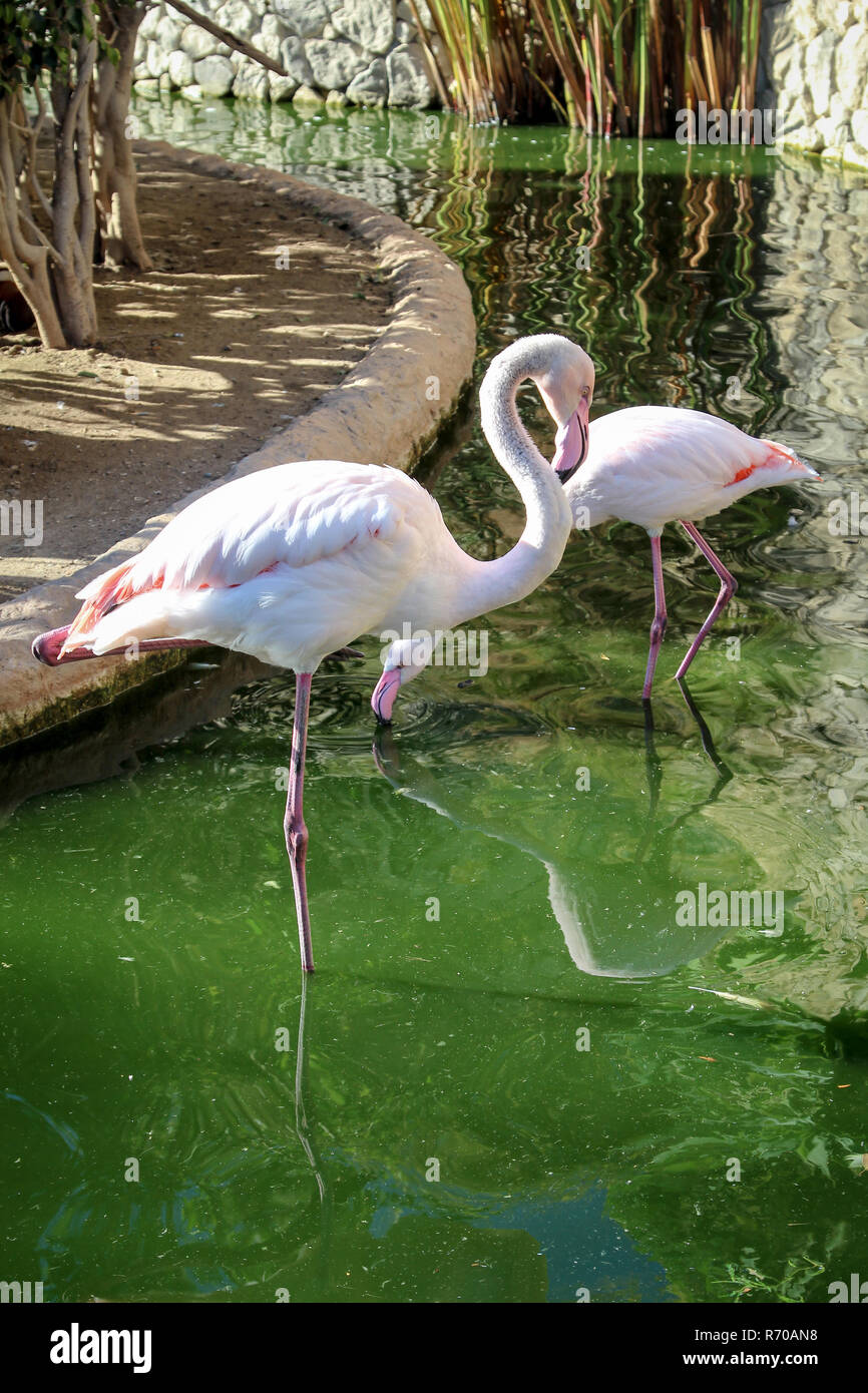 Extra feathers hi-res stock photography and images - Alamy