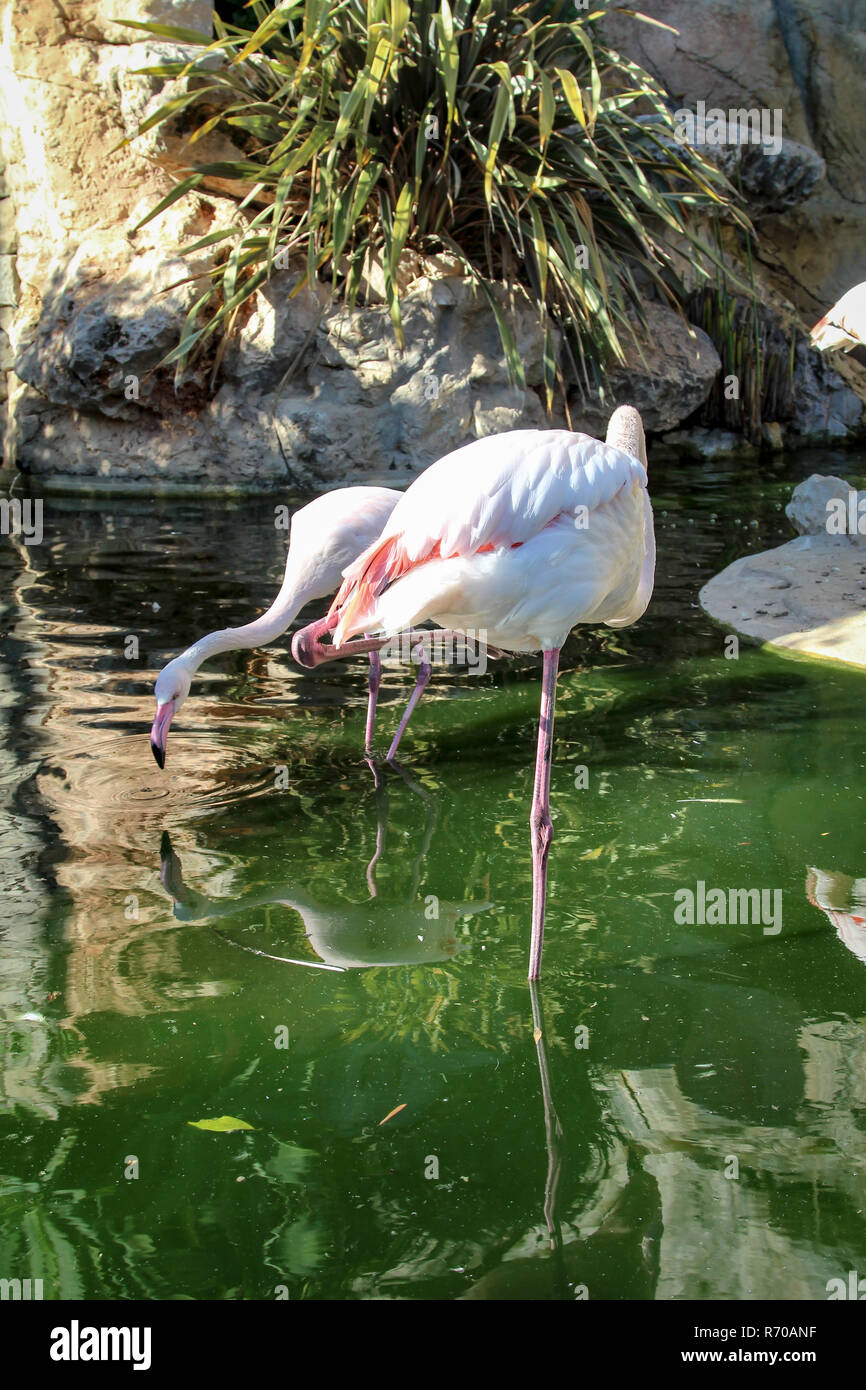 Extra feathers hi-res stock photography and images - Alamy