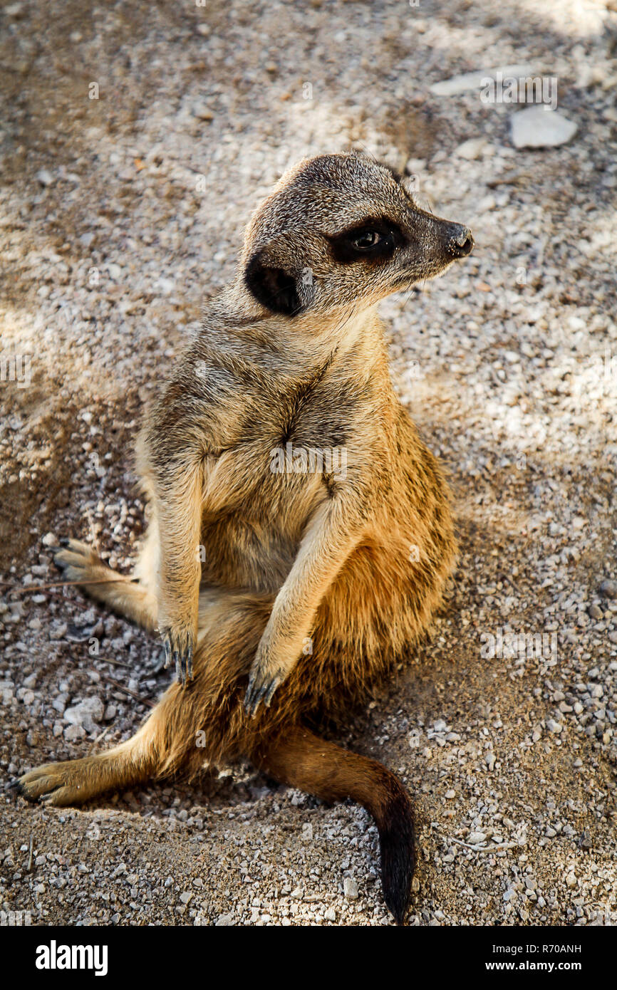 Guard hairs hi-res stock photography and images - Alamy