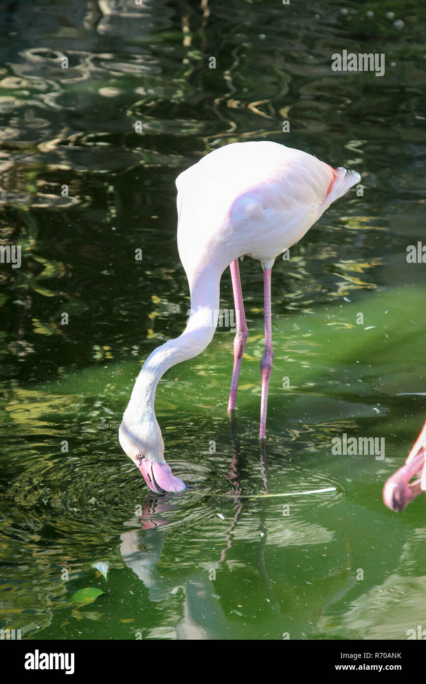 Extra feathers hi-res stock photography and images - Alamy