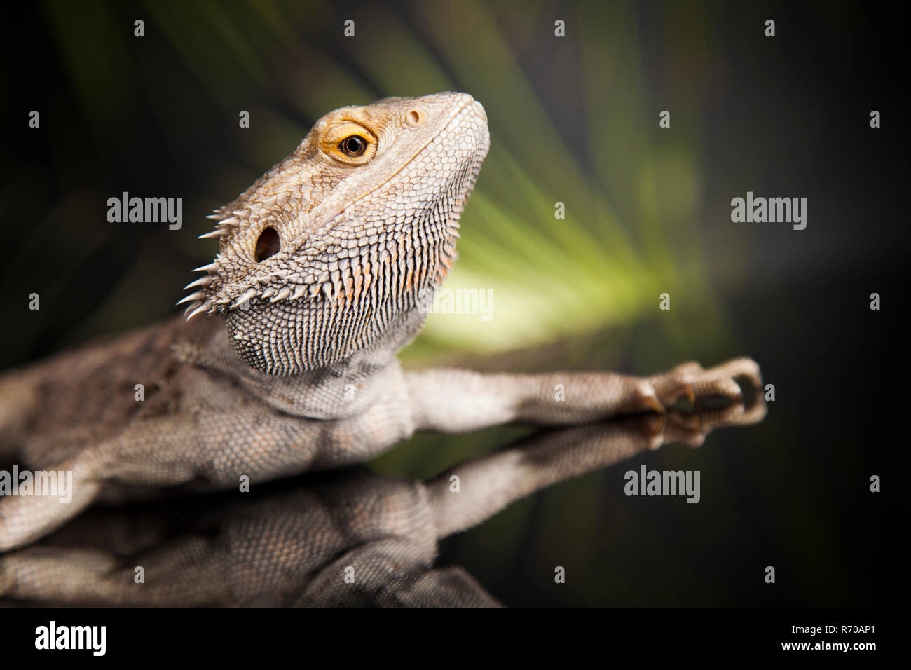 Dragon, Agama Lizard on black mirror background Stock Photo - Alamy