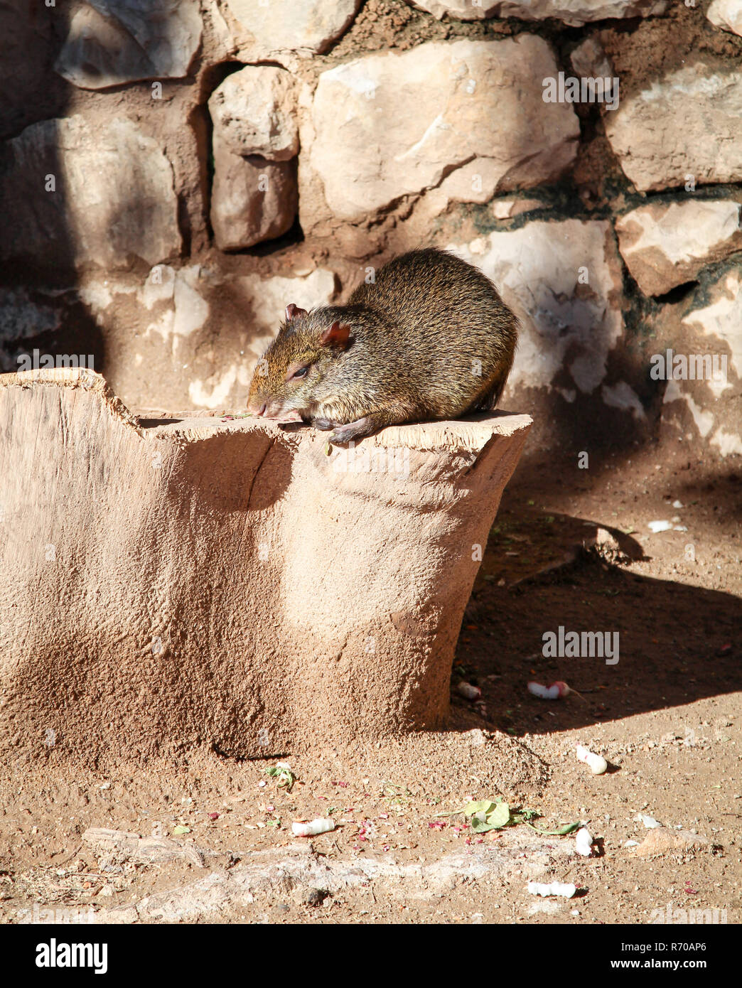 little animal in the sun Stock Photo - Alamy