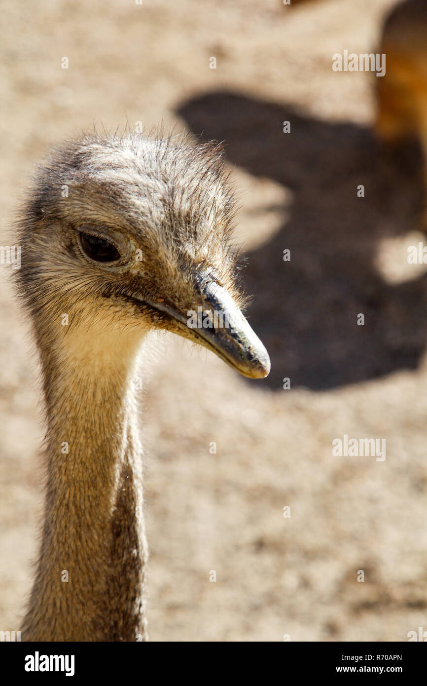 Emu beaks hi-res stock photography and images - Alamy