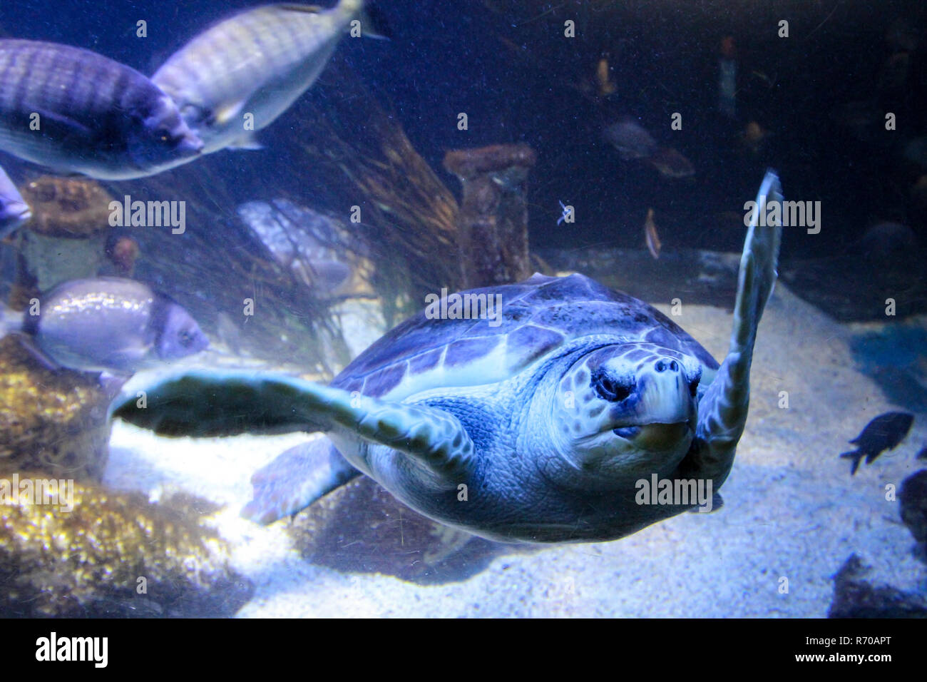 Pure gold fish hi-res stock photography and images - Alamy