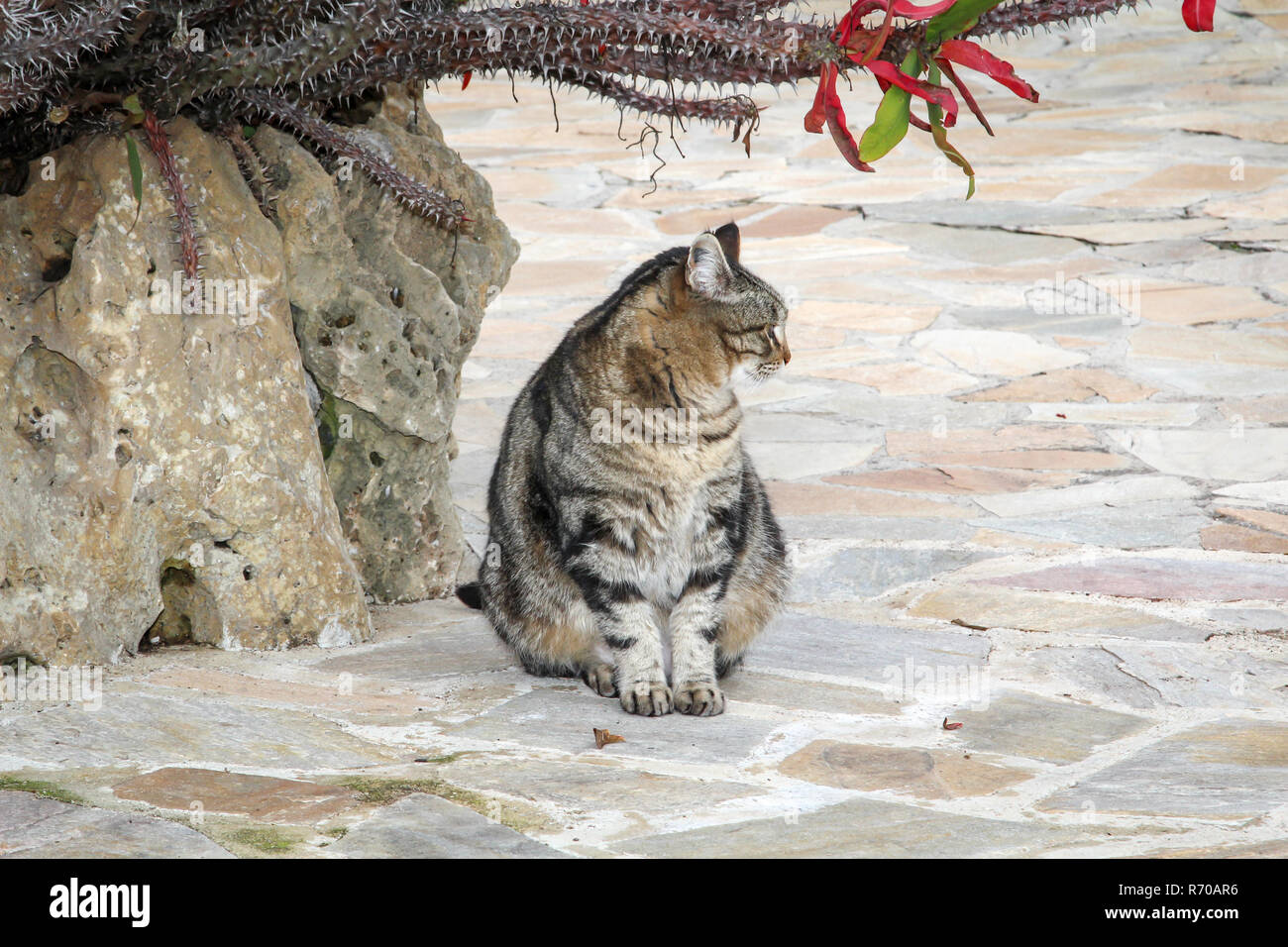 Nosey cats hi-res stock photography and images - Alamy
