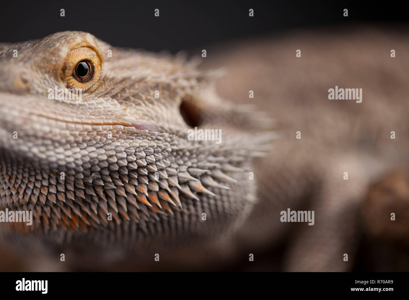 Dragon, Agama Lizard on black mirror background Stock Photo - Alamy