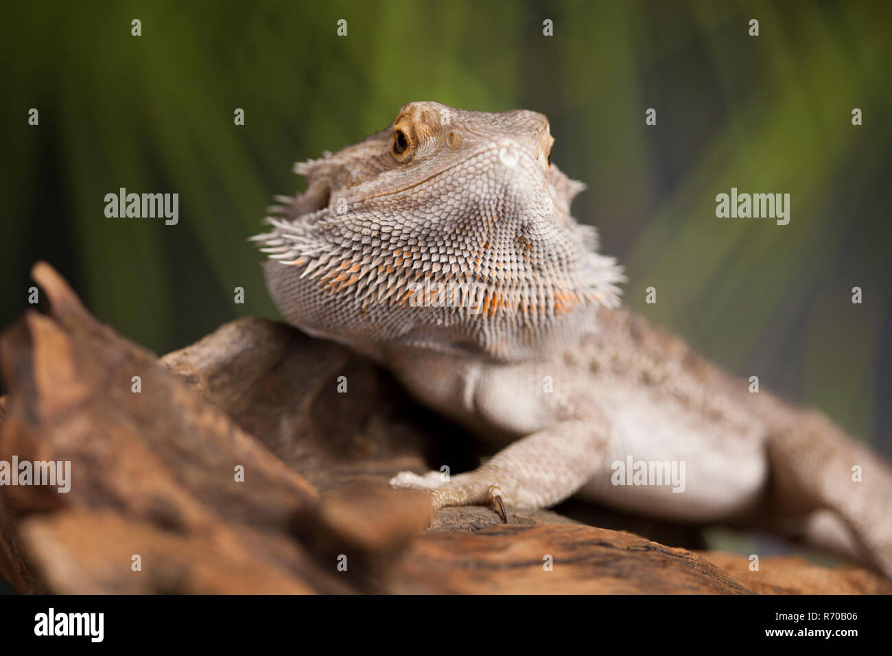 Dragon, Agama Lizard on black mirror background Stock Photo - Alamy