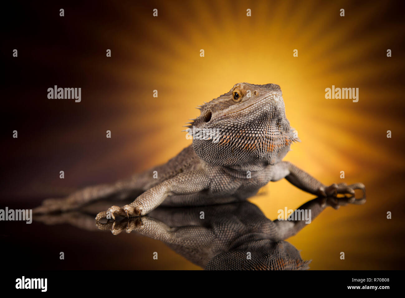 Sun background, Dragon, Agama Lizard Stock Photo - Alamy