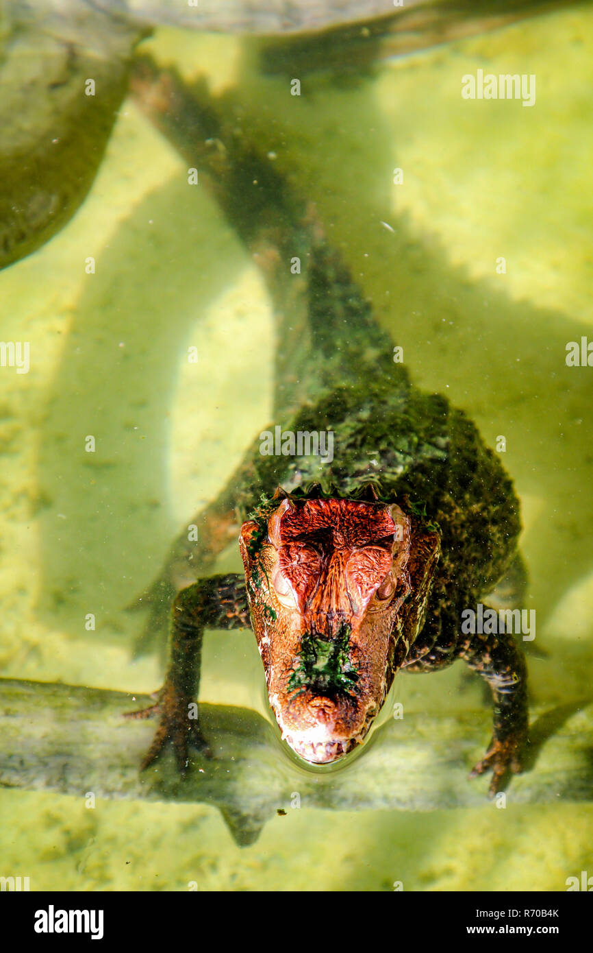 American alligator australia zoo hi-res stock photography and images ...