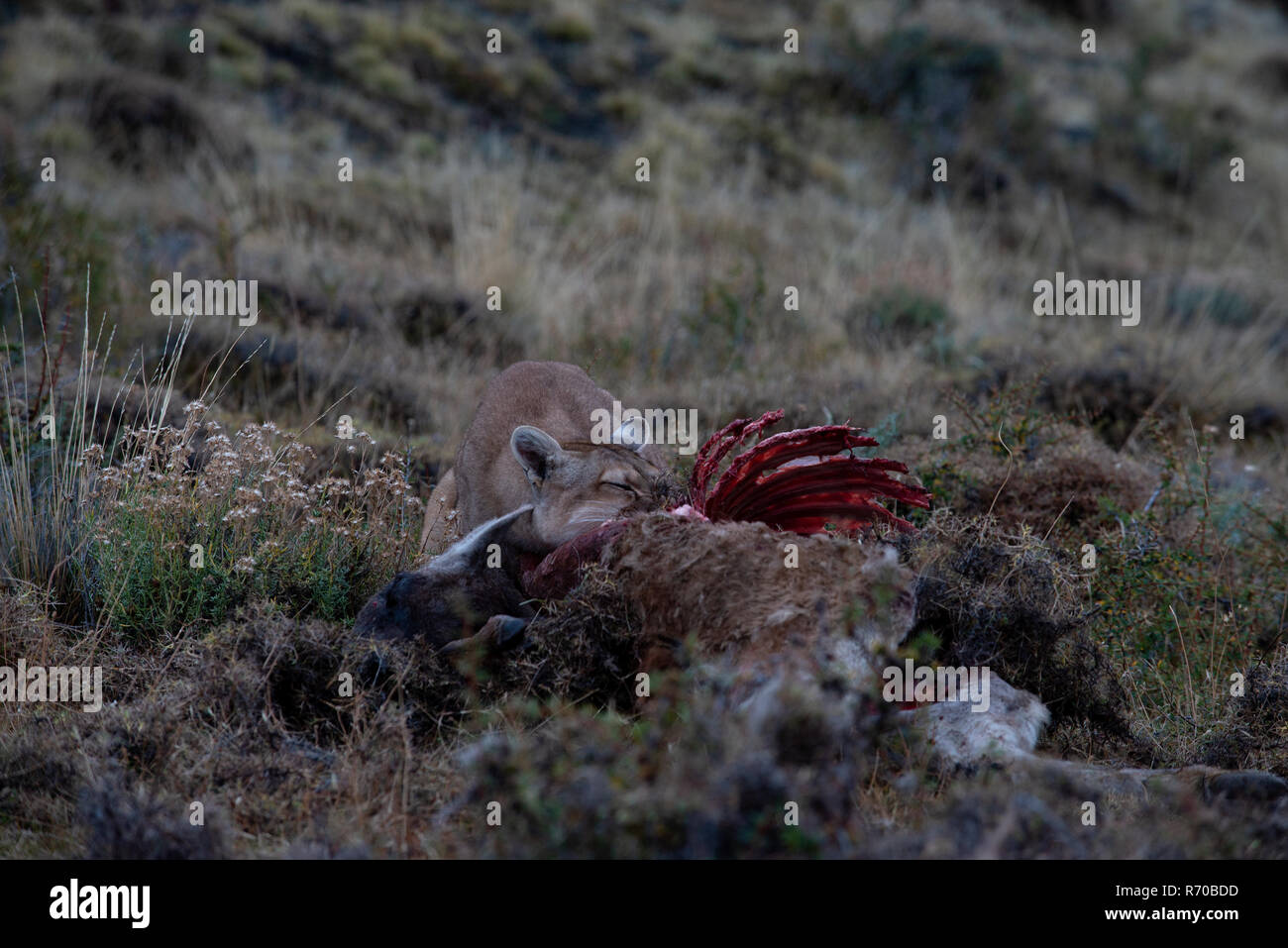 Wild female Patagonian Puma / Mountain Lion biting and tearing on the ...