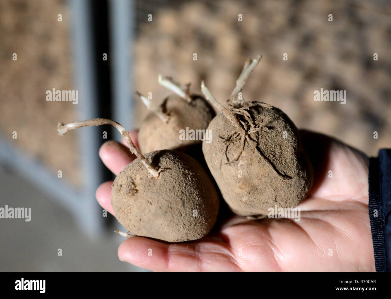 Sarmstorf, Germany. 04th Dec, 2018. In the potato hall of the Sarmstorf ...