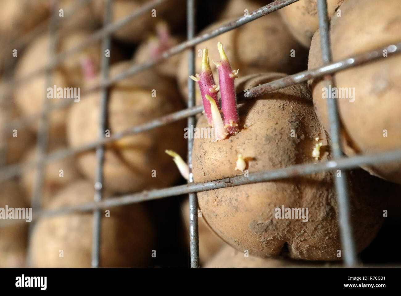 Sarmstorf, Germany. 04th Dec, 2018. In the potato hall of the Sarmstorf ...