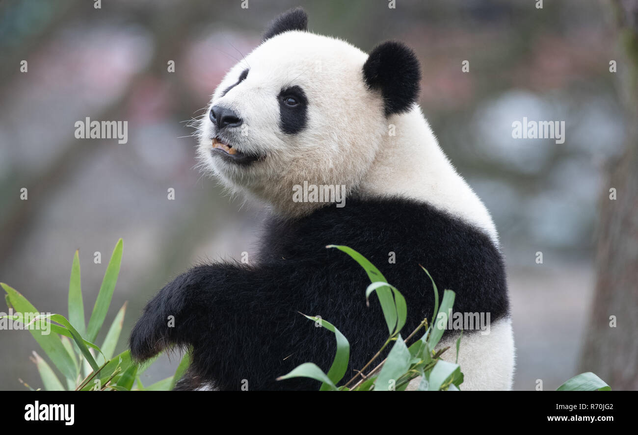 Berlin, Germany. 07th Dec, 2018. Panda lady Meng Meng observes the ...