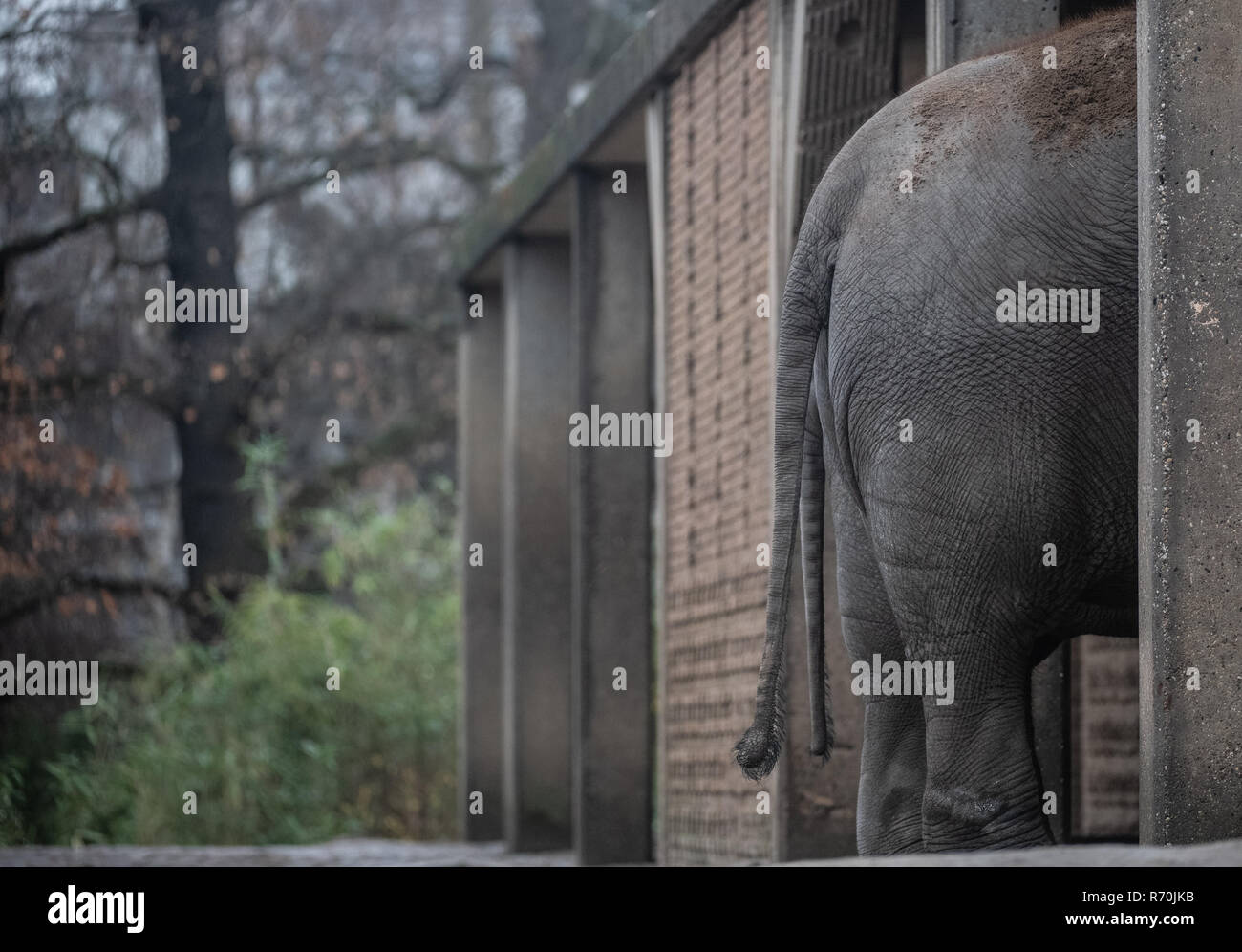 Berlin, Germany. 07th Dec, 2018. Only the rear views of two elephants ...