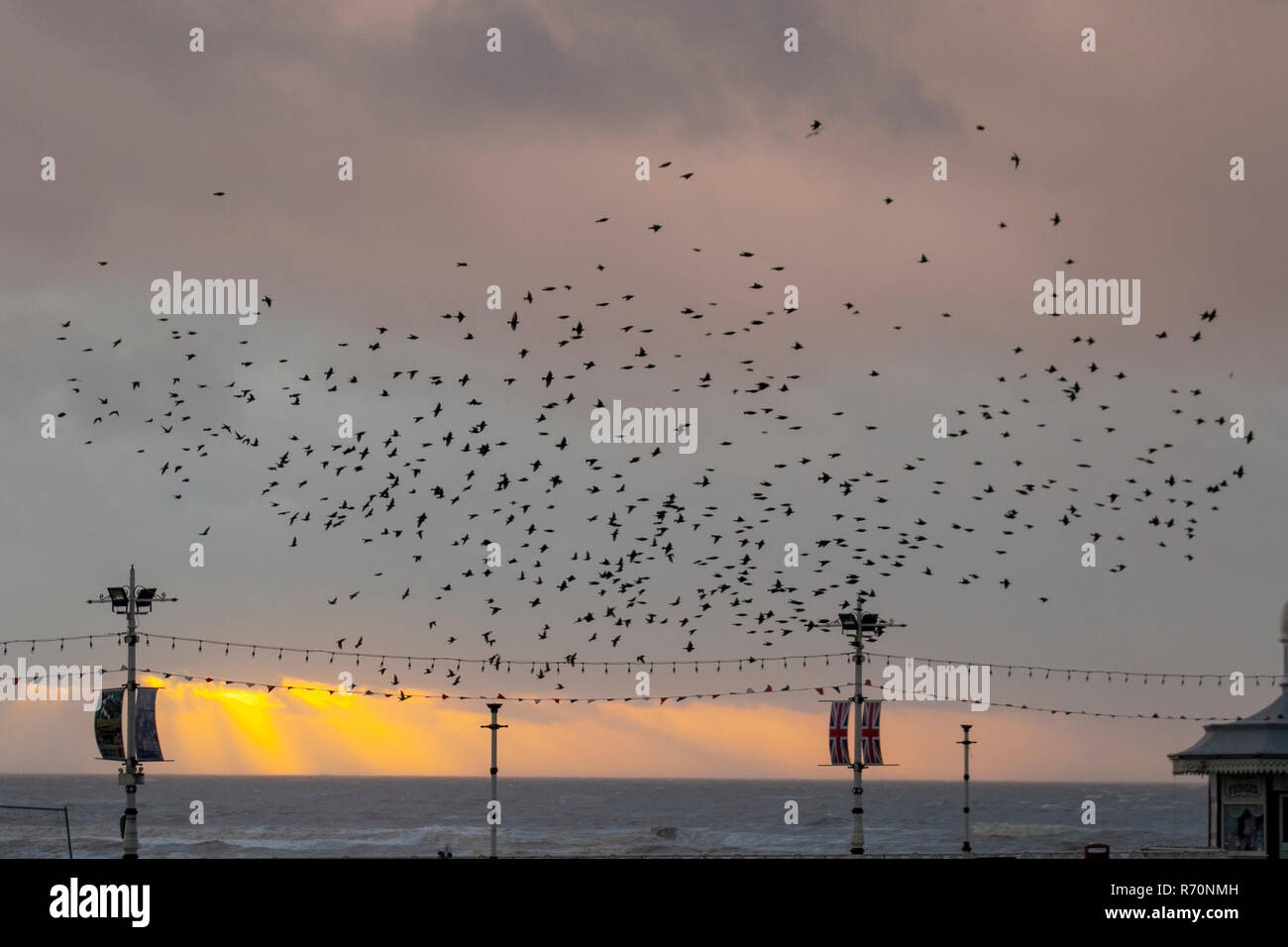 Roosting birds hi-res stock photography and images - Alamy