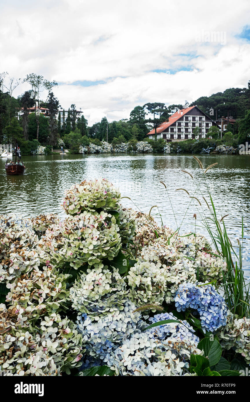 park black lake city Gramado Brazil hydrangea macrophylla flowers ...