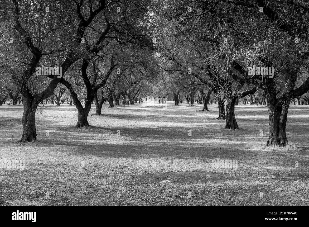 Olive trees plantation Stock Photo - Alamy