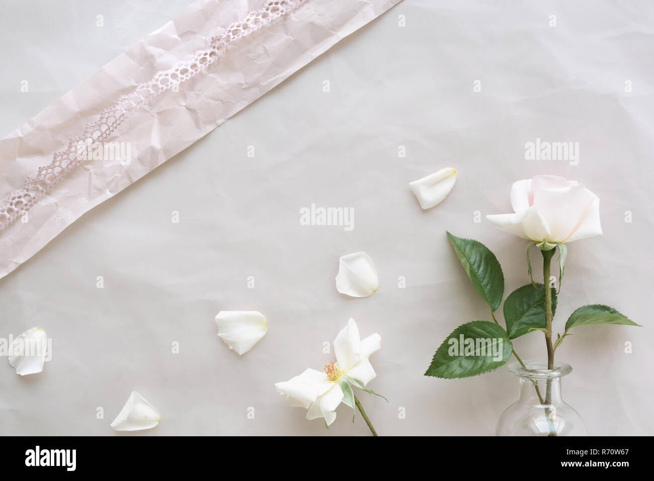 rose on a tender background Stock Photo - Alamy