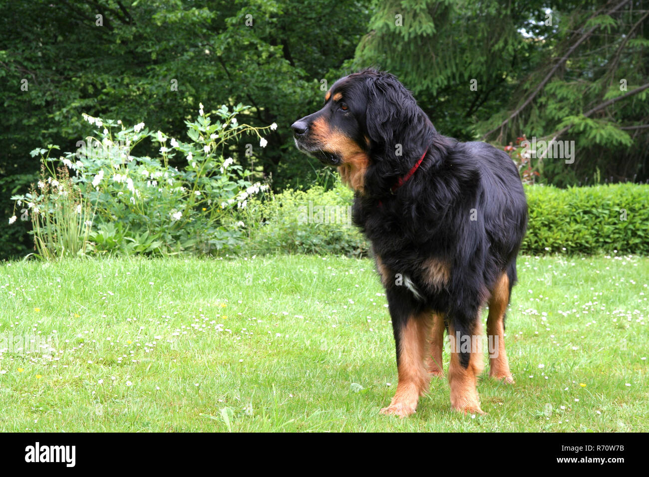 Portrait hovawart hi-res stock photography and images - Alamy