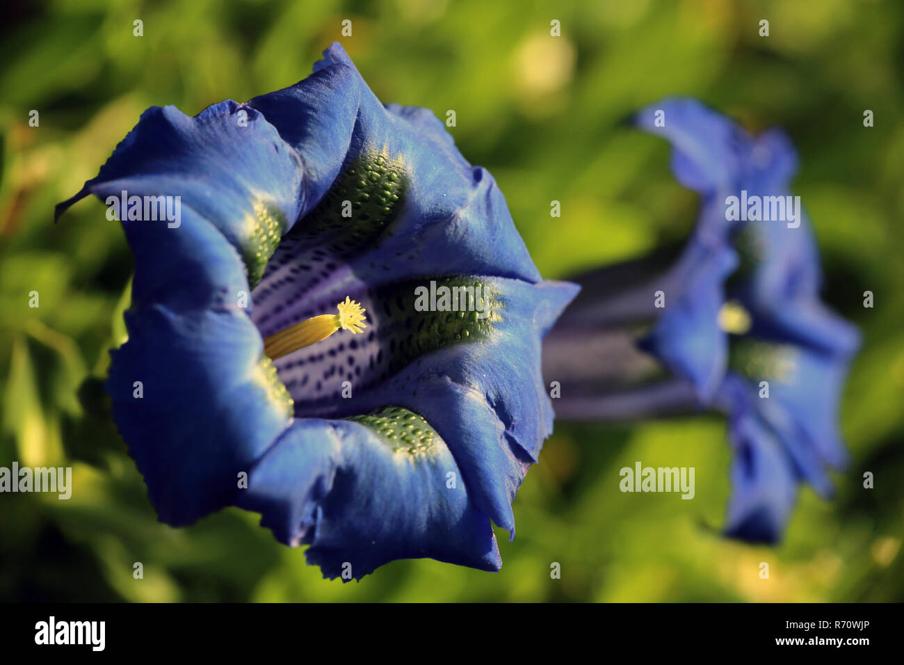 blue gentian gentiana acaulis flowers in the spring garden Stock Photo ...