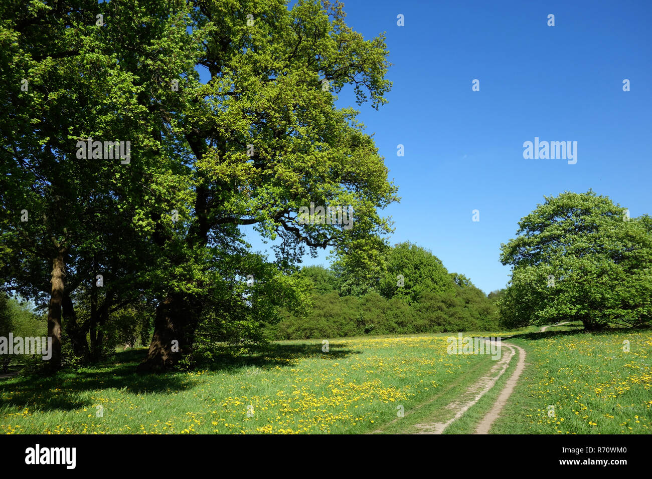 hiking trail and spring meadows in jenischpark hamburg Stock Photo - Alamy