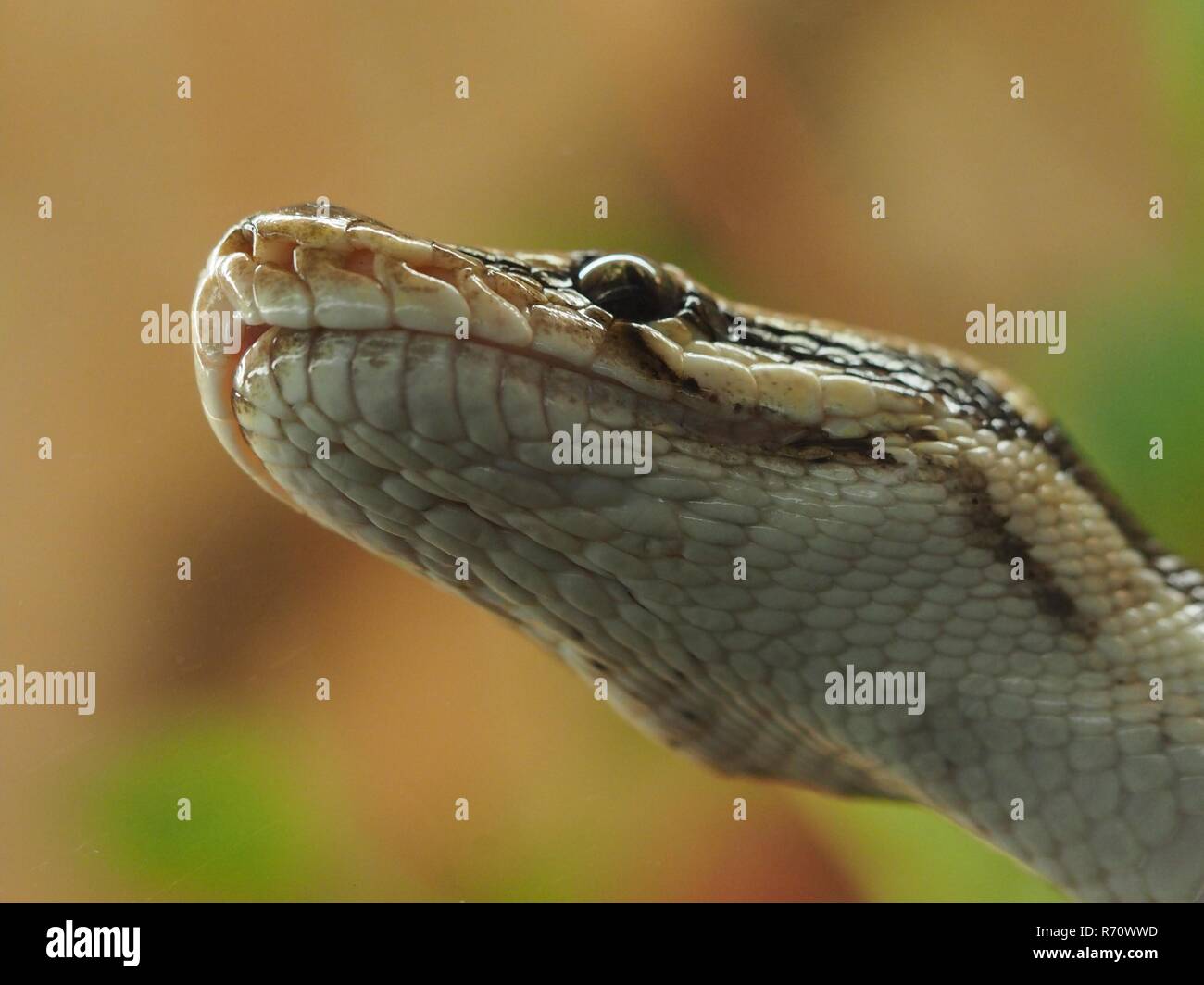 Toxicofera hi-res stock photography and images - Alamy