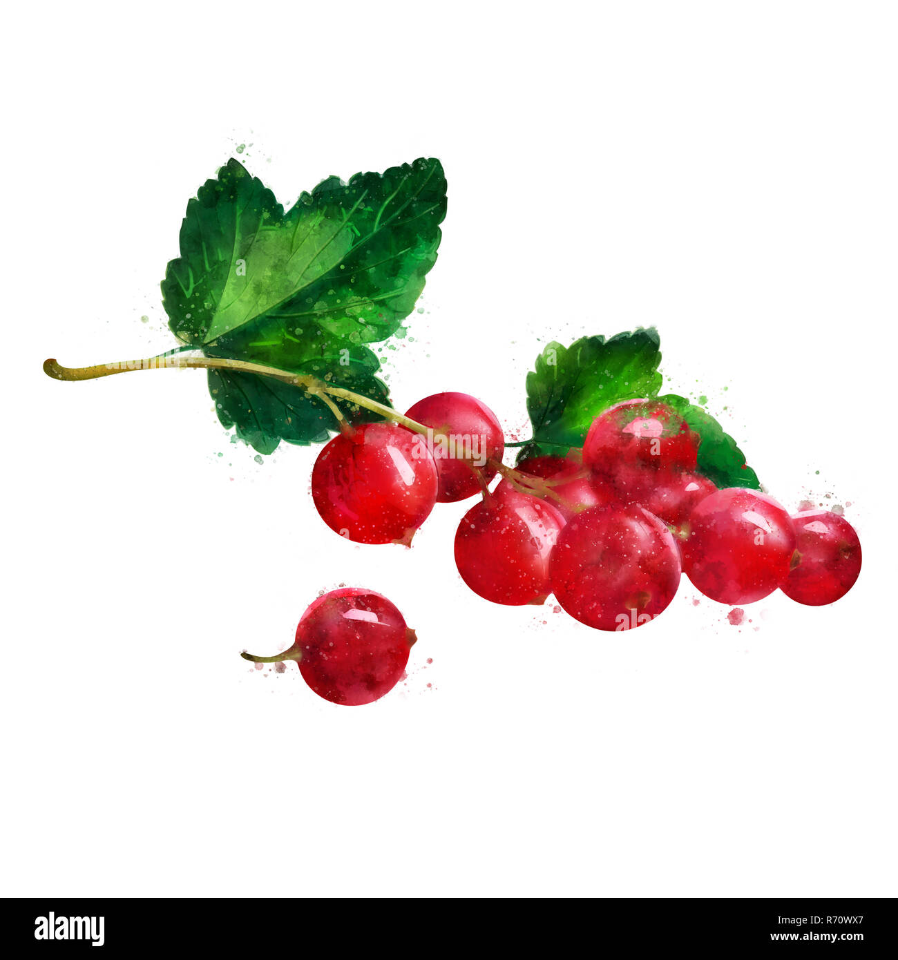 Red currant on white background. Watercolor illustration Stock Photo ...